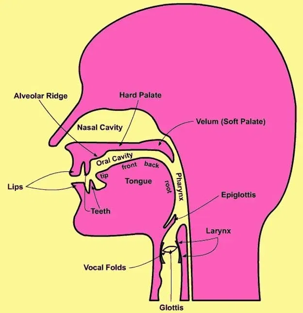 What Are Speech Organs With Pictures